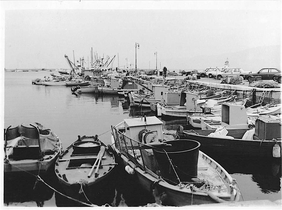 The Disappearing Cats Of Trieste And Why You Should Adopt One - InTrieste