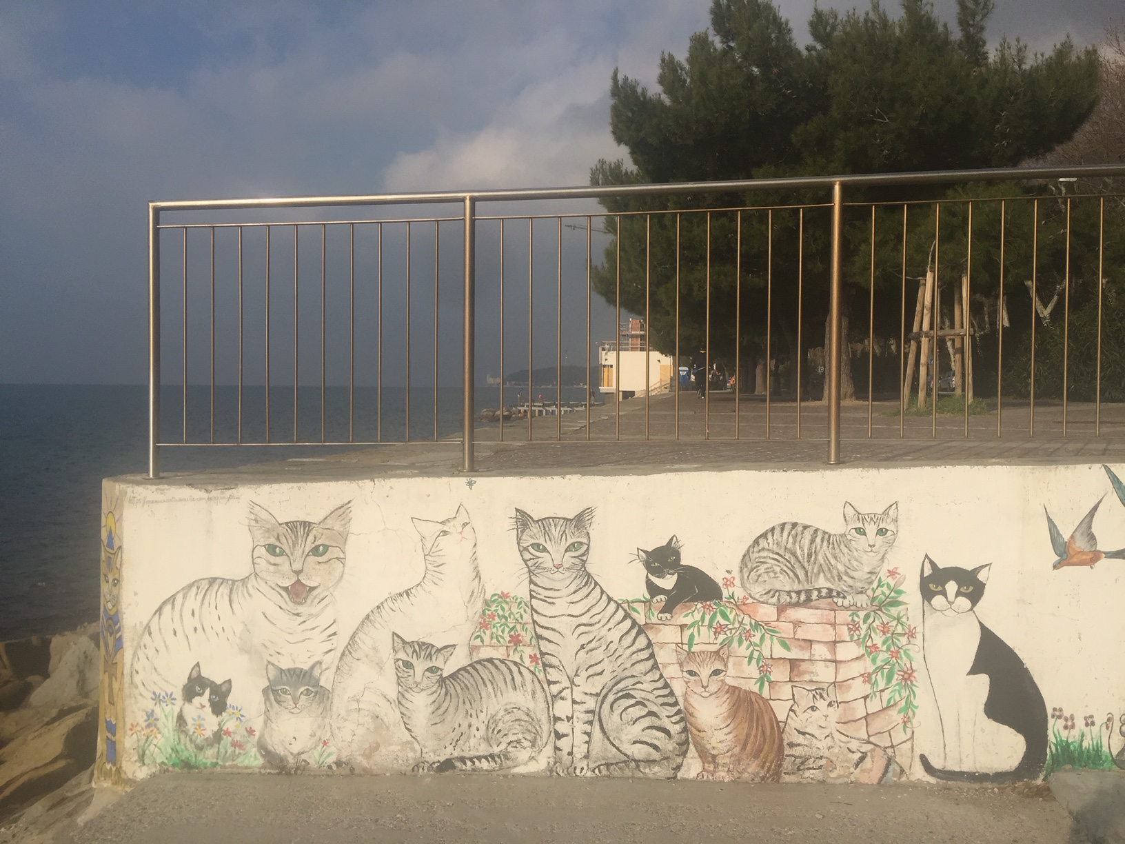 The Disappearing Cats Of Trieste And Why You Should Adopt One - InTrieste