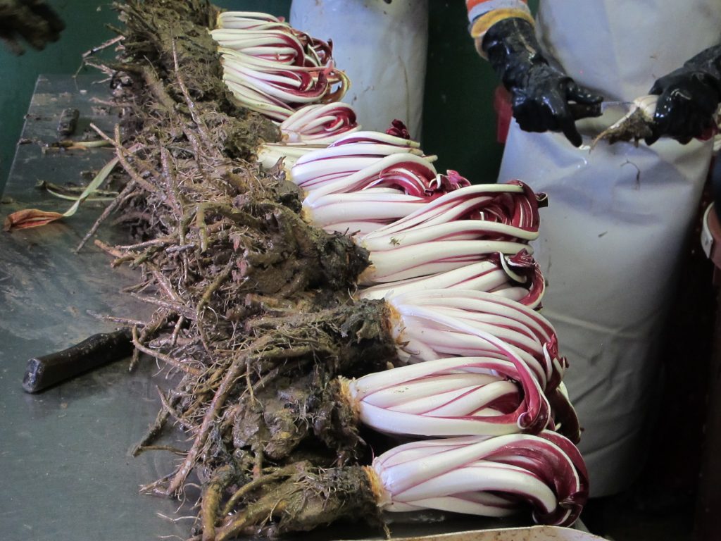 The Wondrous Life of Radicchio Rosso di Treviso: From Field to Your ...
