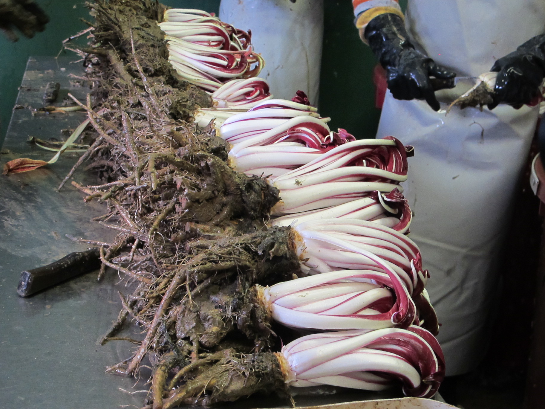 The Wondrous Life of Radicchio Rosso di Treviso: From Field to Your ...