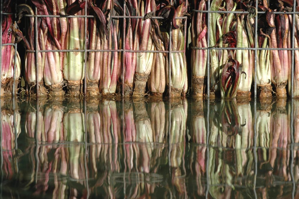 The Wondrous Life of Radicchio Rosso di Treviso: From Field to Your ...