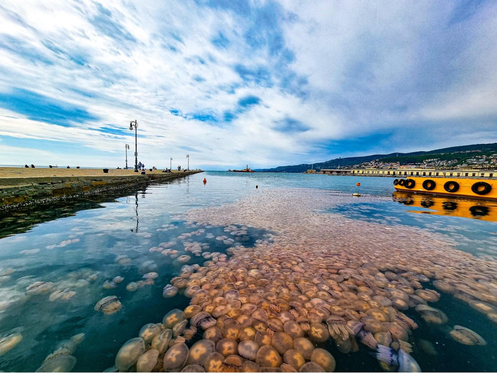 An Unusual Amount of Huge Jellyfish Spotted in Trieste - InTrieste