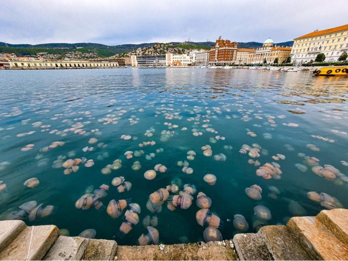 How to Experience Trieste Like a True Local - InTrieste