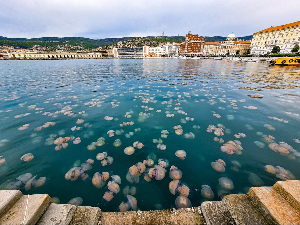 How to Experience Trieste Like a True Local - InTrieste