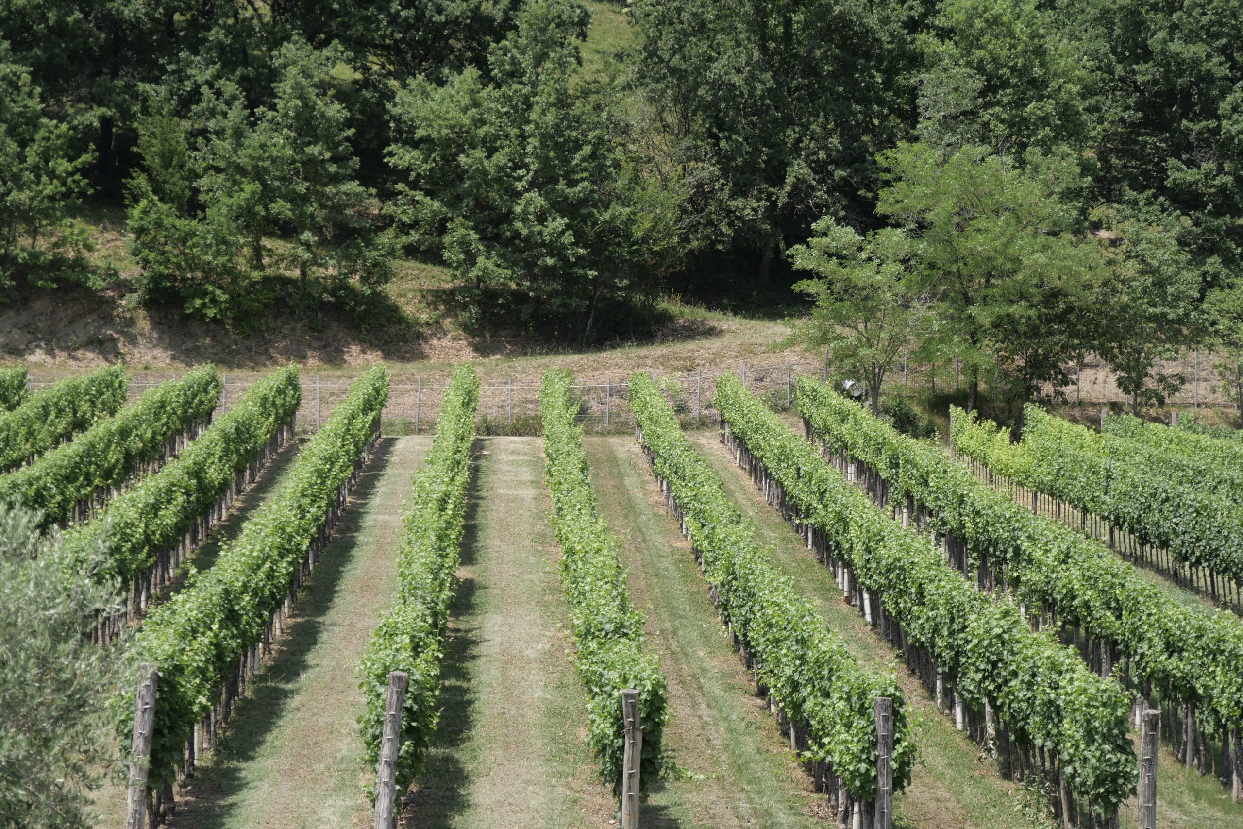 Visiting Bastianich Winery in Cividale del Friuli - InTrieste