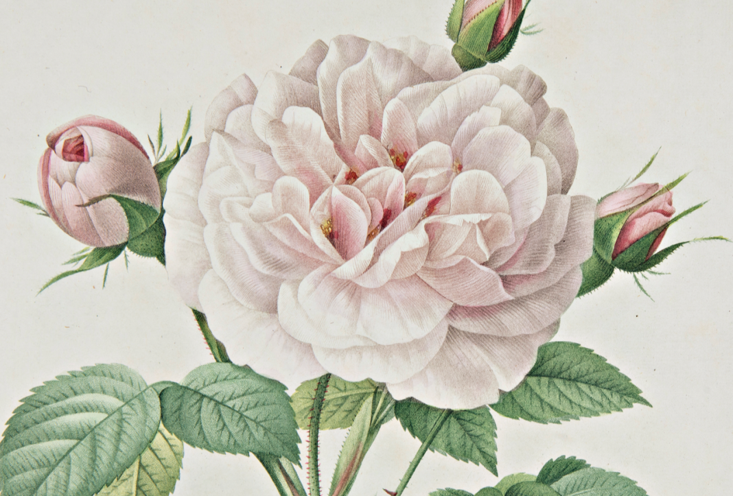 Miramare Opens 'Ars Botanica. Paper Gardens' Exhibit - InTrieste