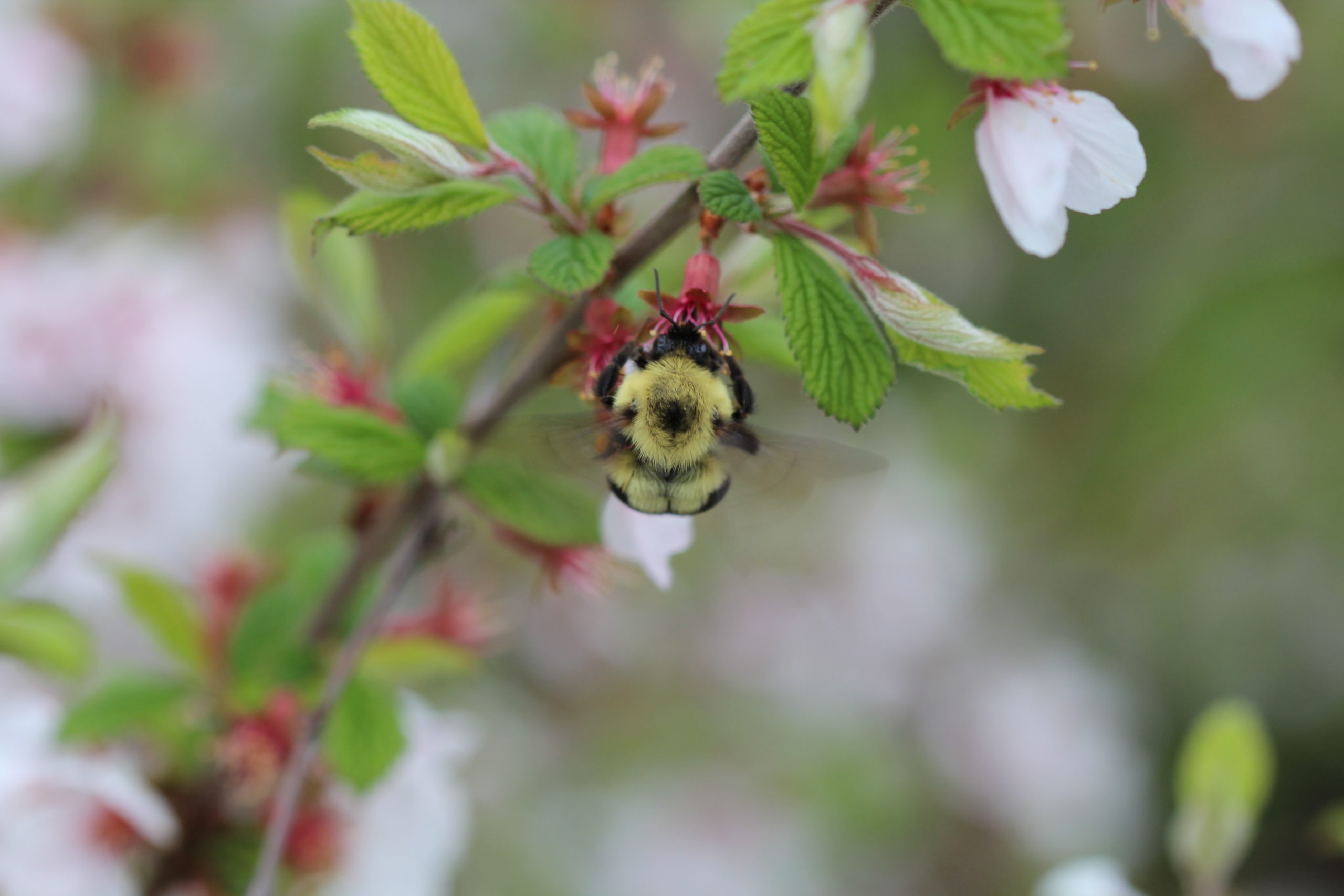 "Lonely Flowers: The Decline Of Pollinators, And How To Stop It ...