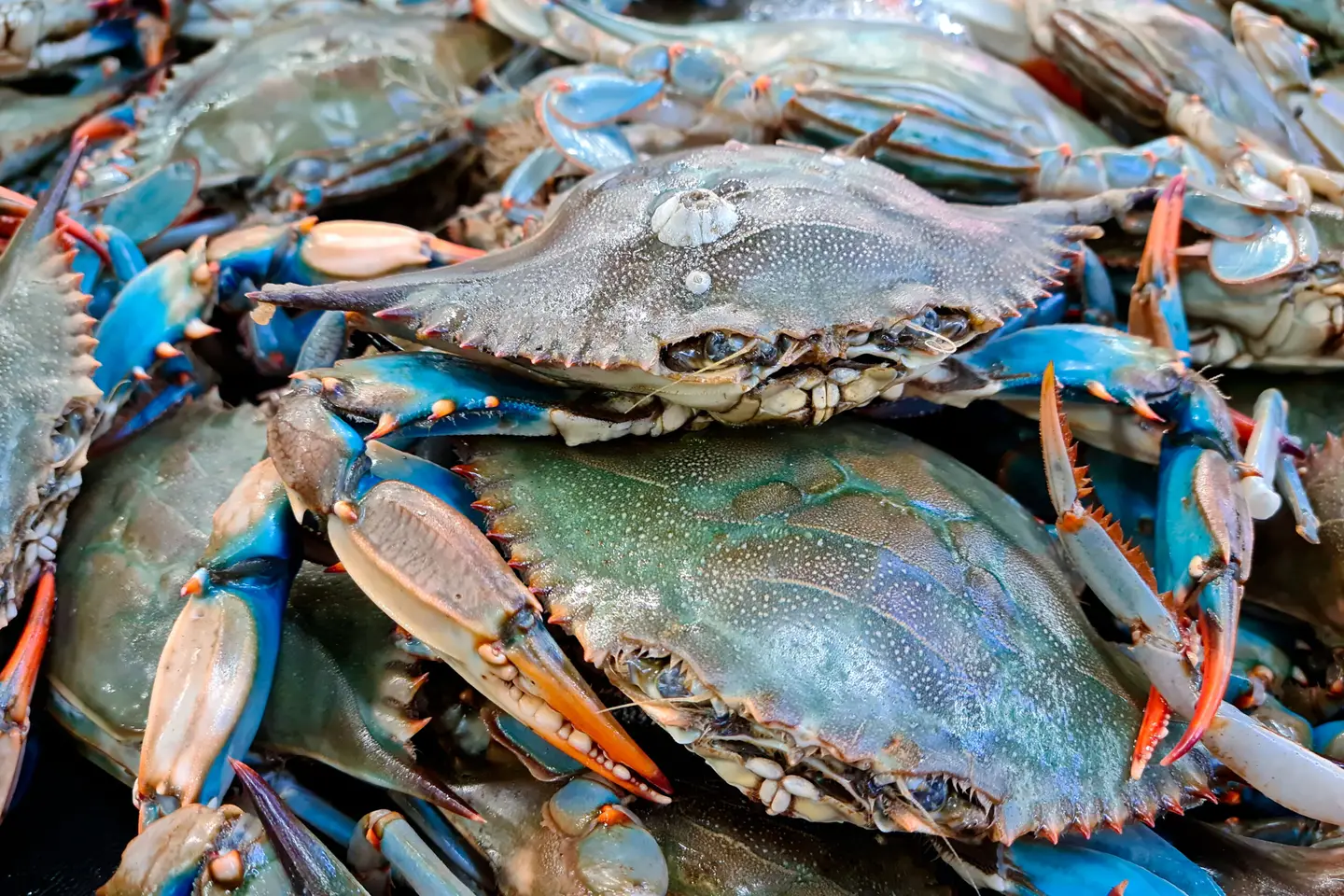 Trieste Tackles Invasion Of Blue Crabs By Eating Them - InTrieste
