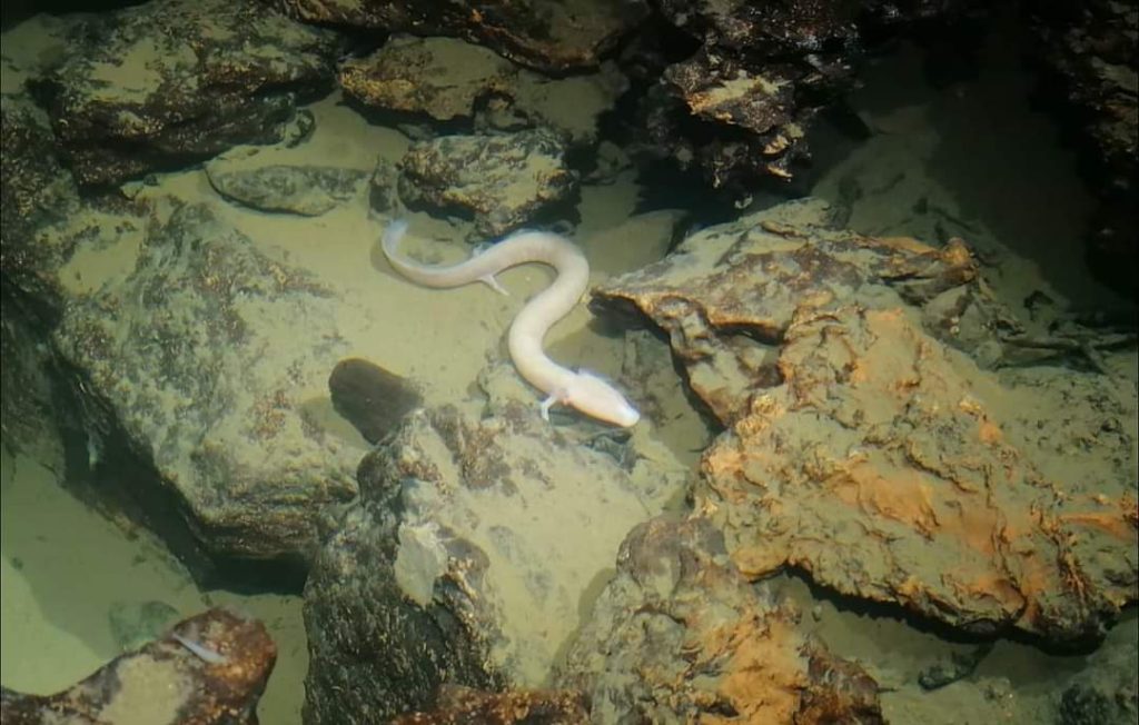 Young Olm Found Inside Trieste's Aqueduct Released Into Carso Cave ...