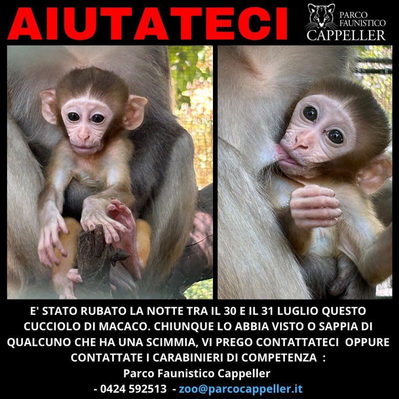 Baby Monkey Stolen From Zoo Found On The Street Near Venice - InTrieste