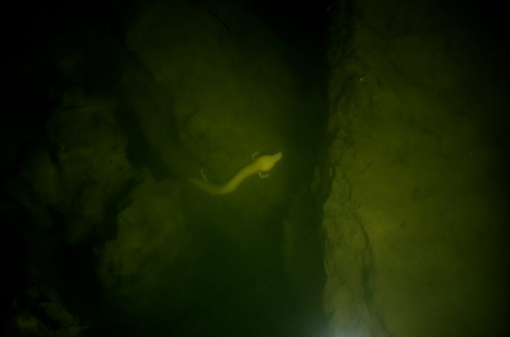 Spelunkers Discover the Subterranean Timavo River After 23-Year Journey ...