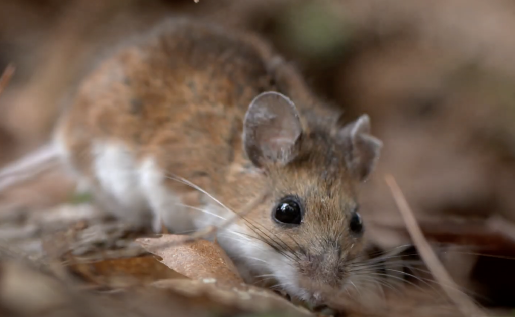 Courageous Rodents Play Crucial Role in Ecosystem Balance - InTrieste