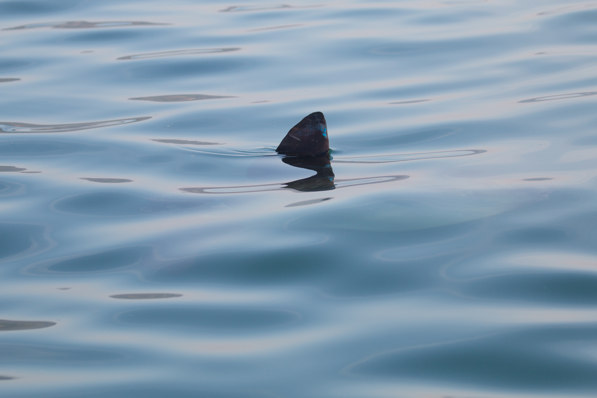 A Rare Sunfish Sighting Stirs Excitement—and Curiosity—in the Gulf of ...