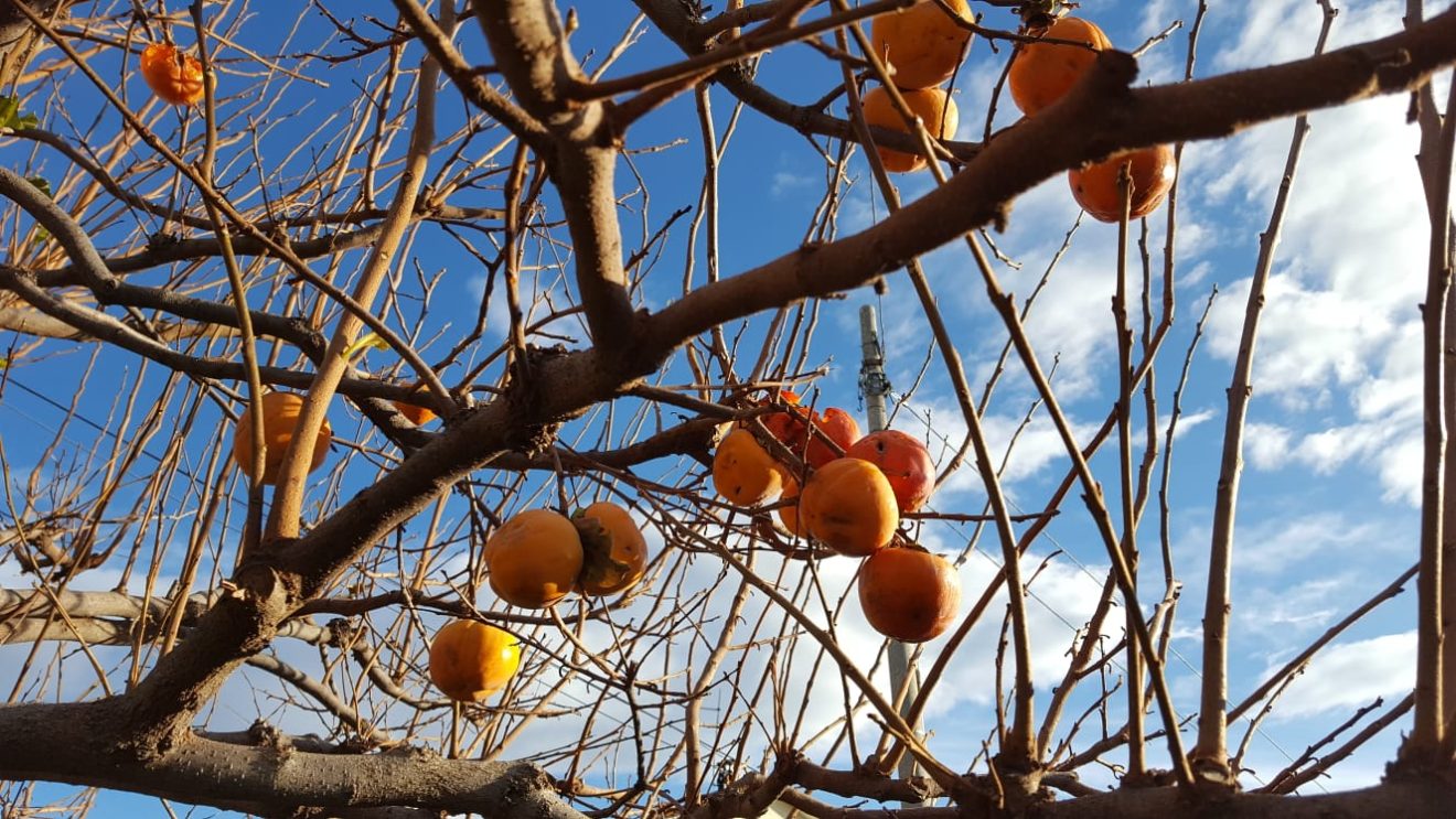 Weather Secrets Hidden in Persimmon Seeds: The Legend of the Fork ...